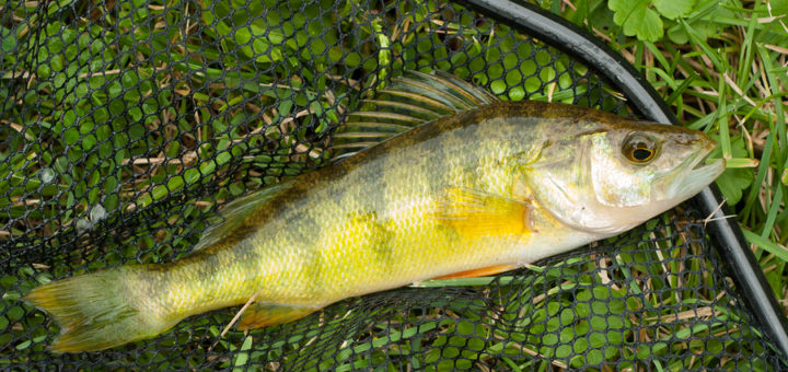 Yellow Perch – Ultimate Fishing Worldwide Fishing News