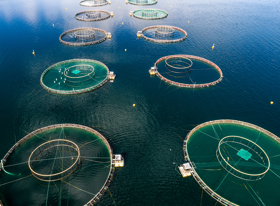 Is farm raised salmon as healthy as wild salmon? – Ultimate Fishing ...